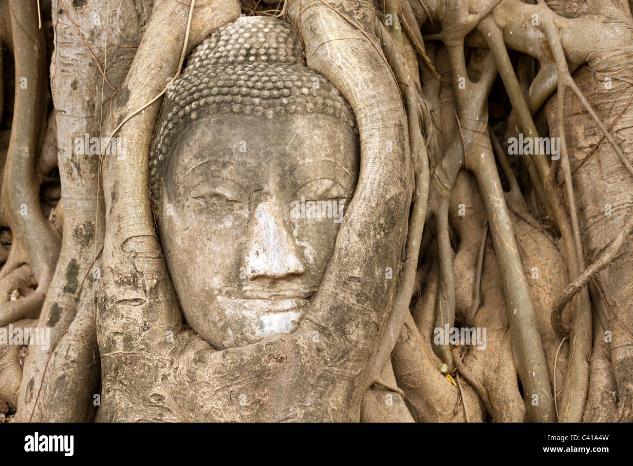 Buddha statue with roots hi-res stock photography and images - Alamy