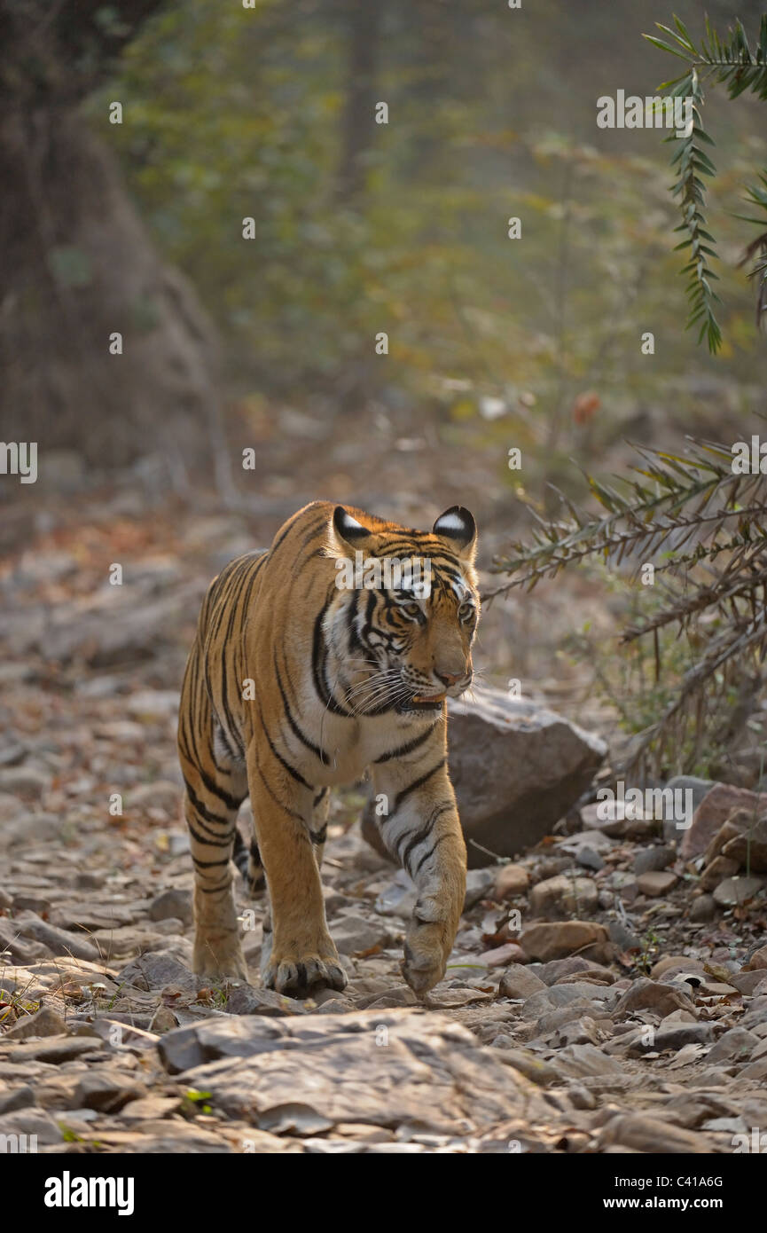 Tiger approach approaching hi-res stock photography and images - Alamy