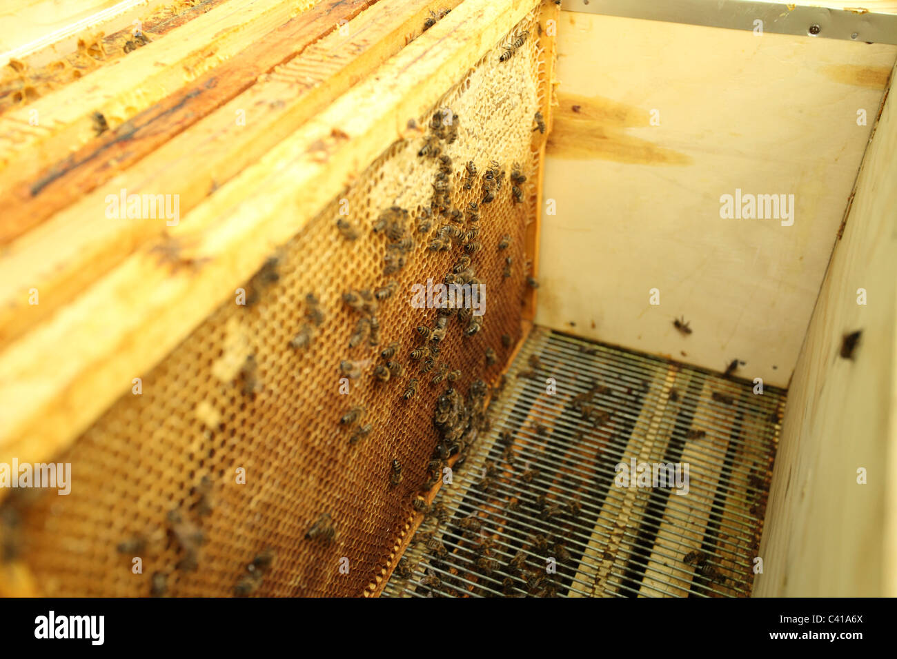 Western honey bees on the honeycomb inside of the beehive Stock Photo ...