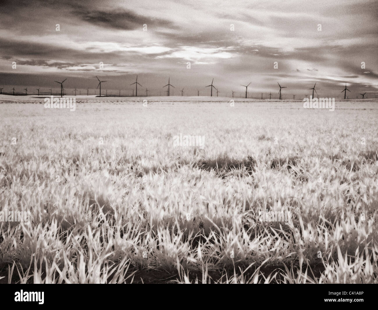 Electricity-Generating windmills in field, Wasco, Oregon Stock Photo ...