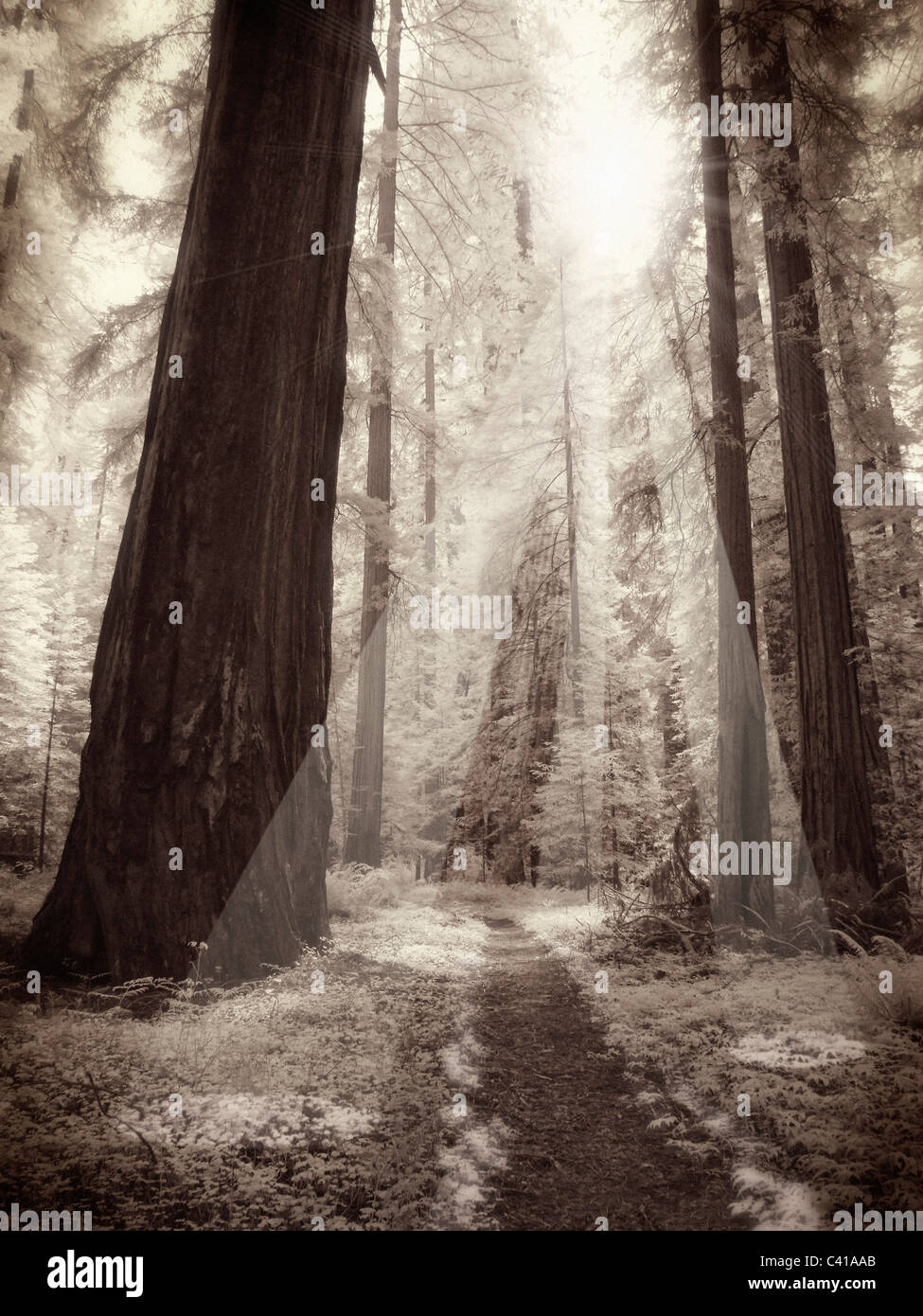 Forest path photographed in Infrared Stock Photo - Alamy