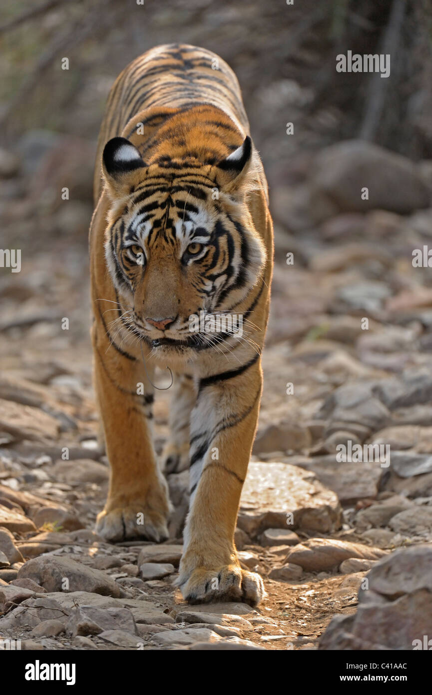 Tiger approach approaching hi-res stock photography and images - Alamy