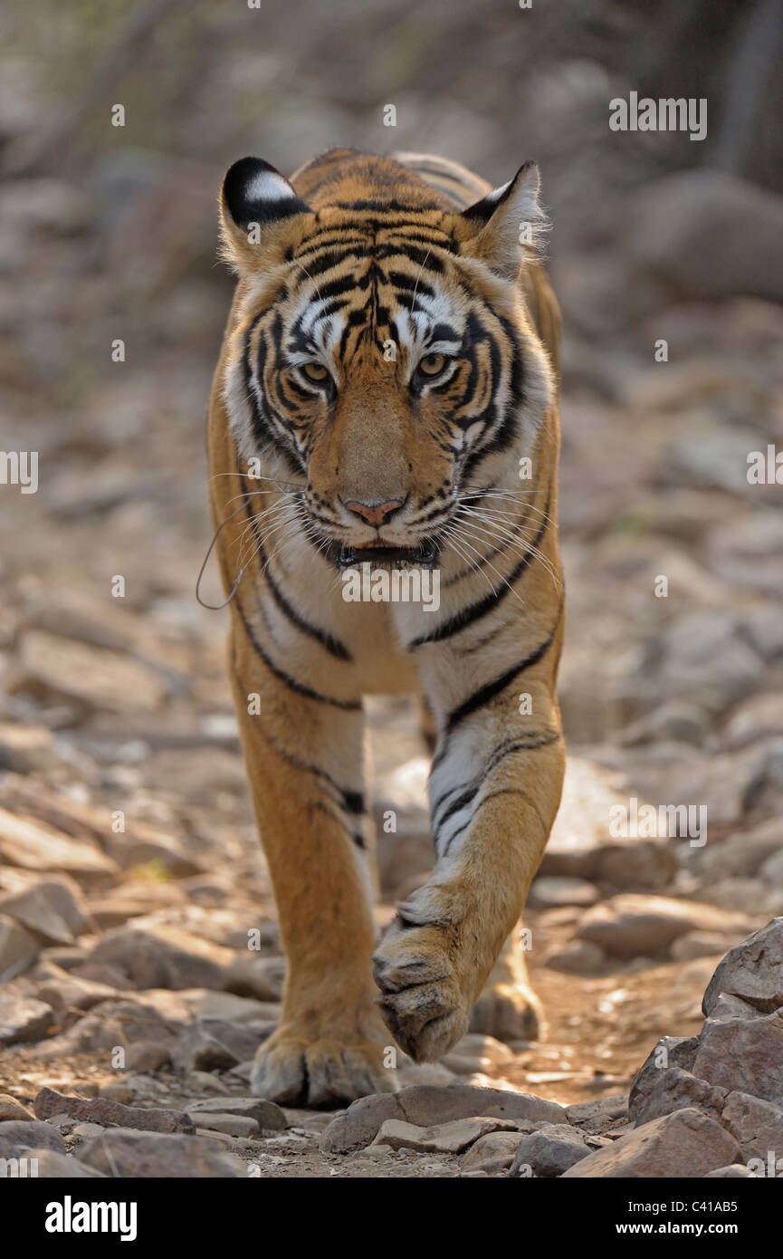 Tiger approach approaching hi-res stock photography and images - Alamy