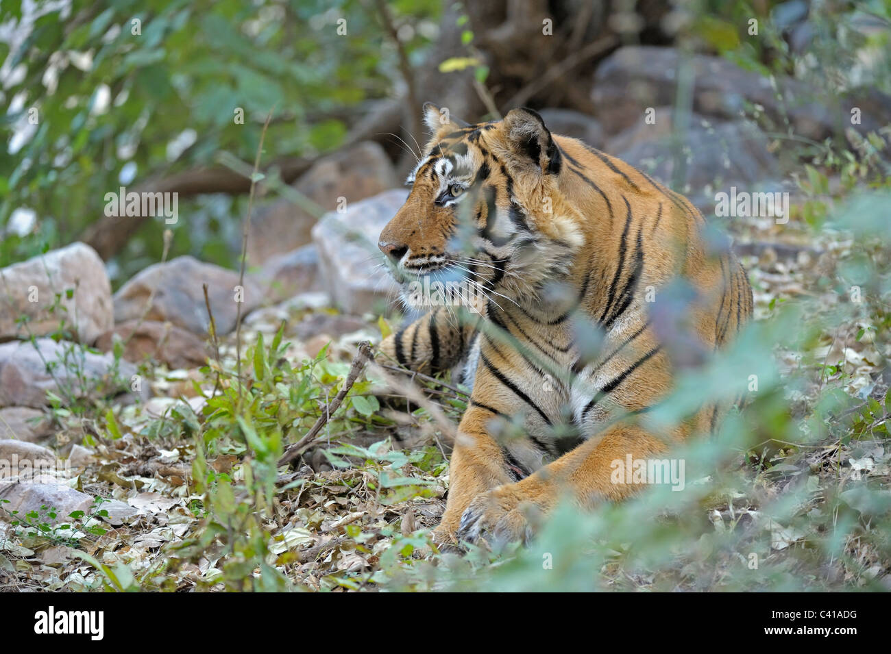 Head shot of tiger that is looking out through bushes in Ranthambhore ...