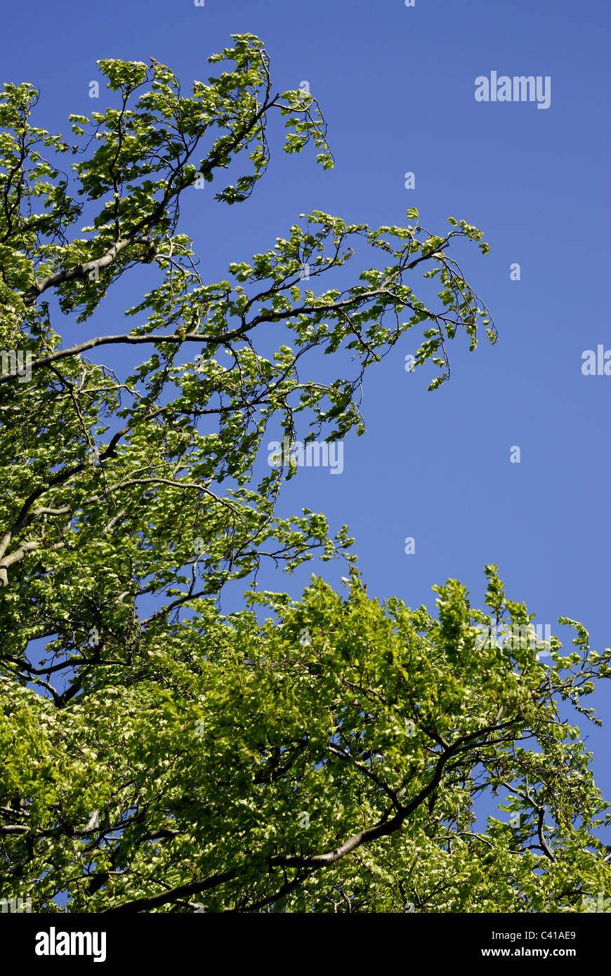 Pantglas hi-res stock photography and images - Alamy