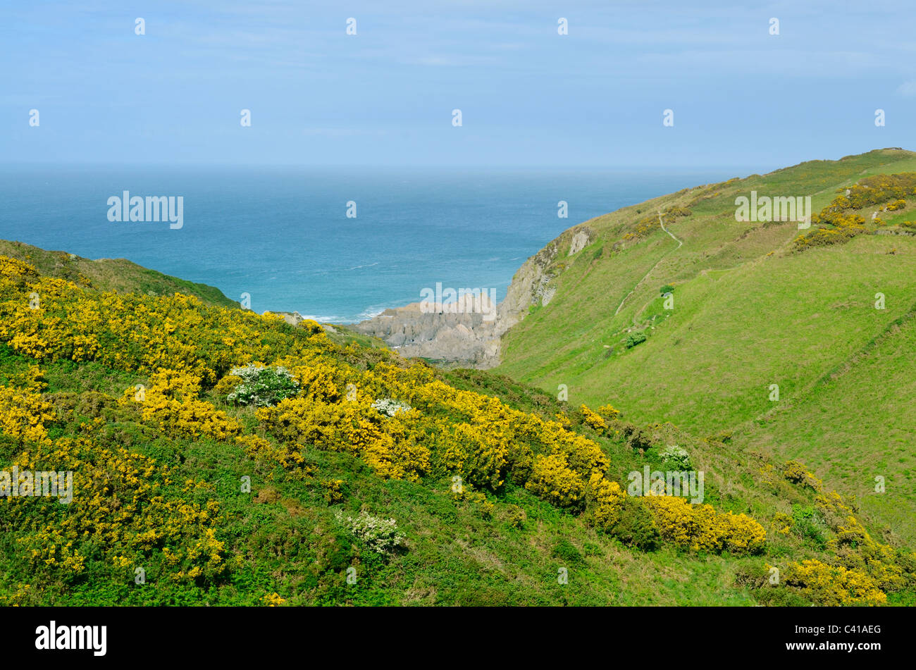 Gorse flowering on the hillside on the North Devon coast near Bull ...