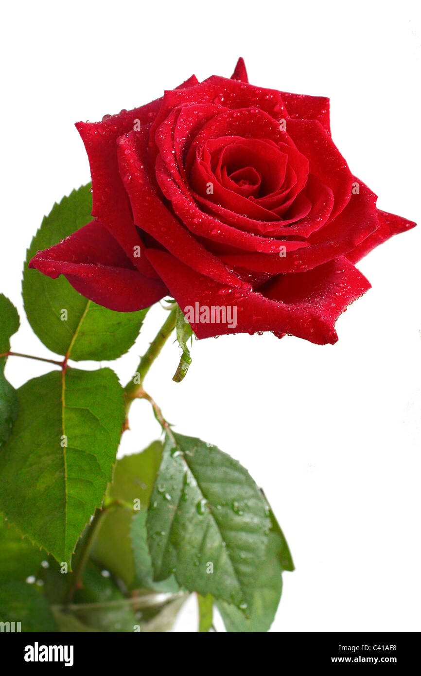 One red rose on a light background Stock Photo - Alamy