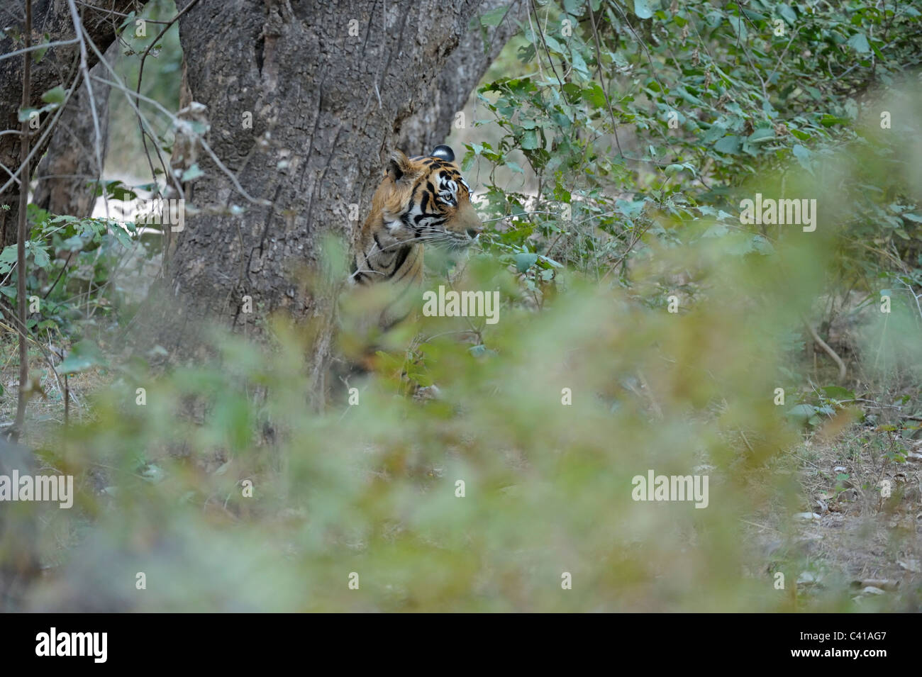 Head shot of tiger that is looking out through bushes in Ranthambhore ...