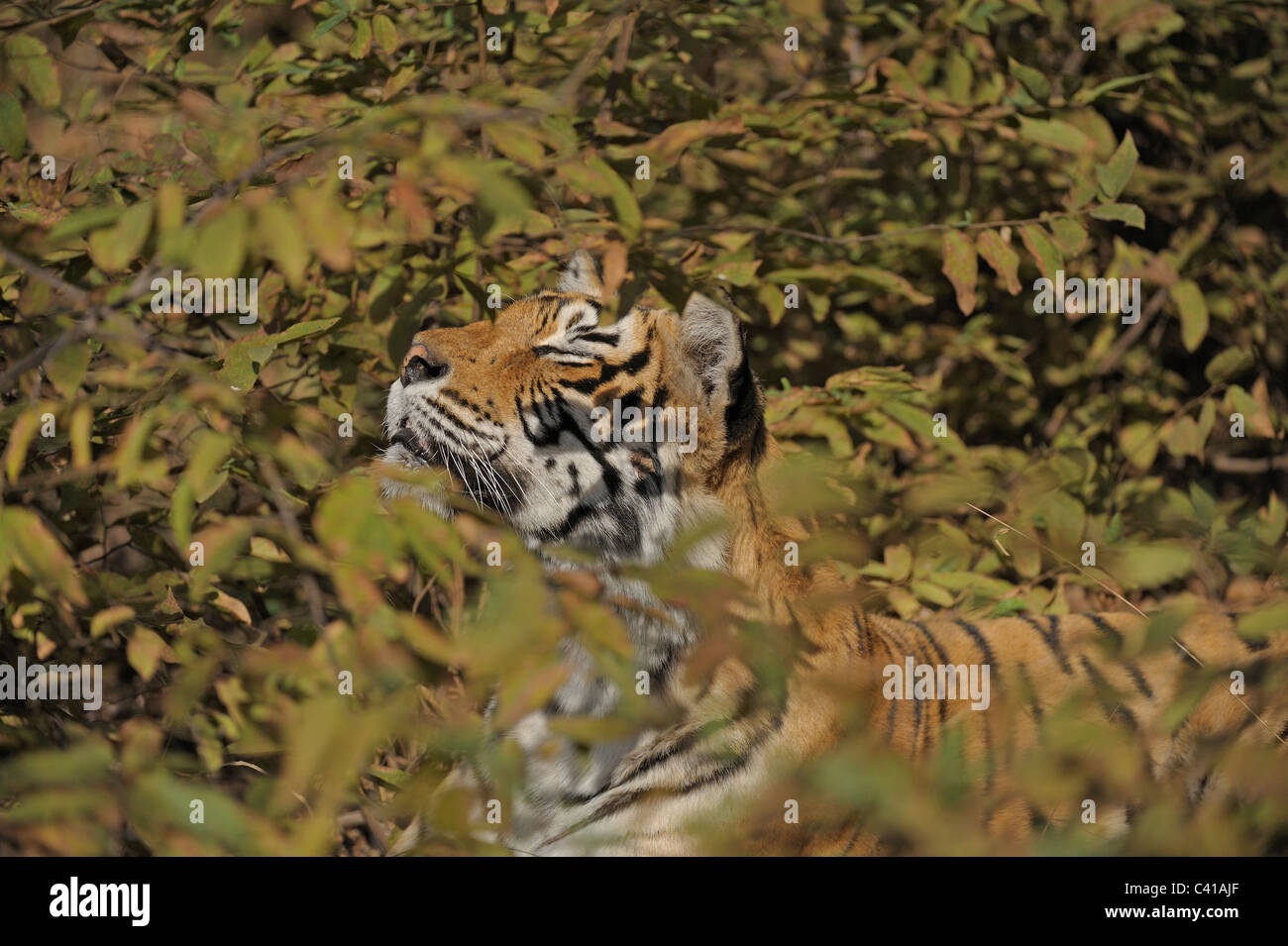 Tiger in the dry deciduous habitat of Ranthanbhore tiger reserve Stock ...