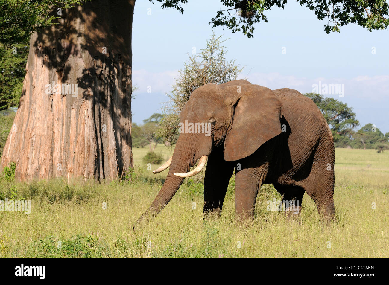 African baobab and elephant hi-res stock photography and images - Alamy