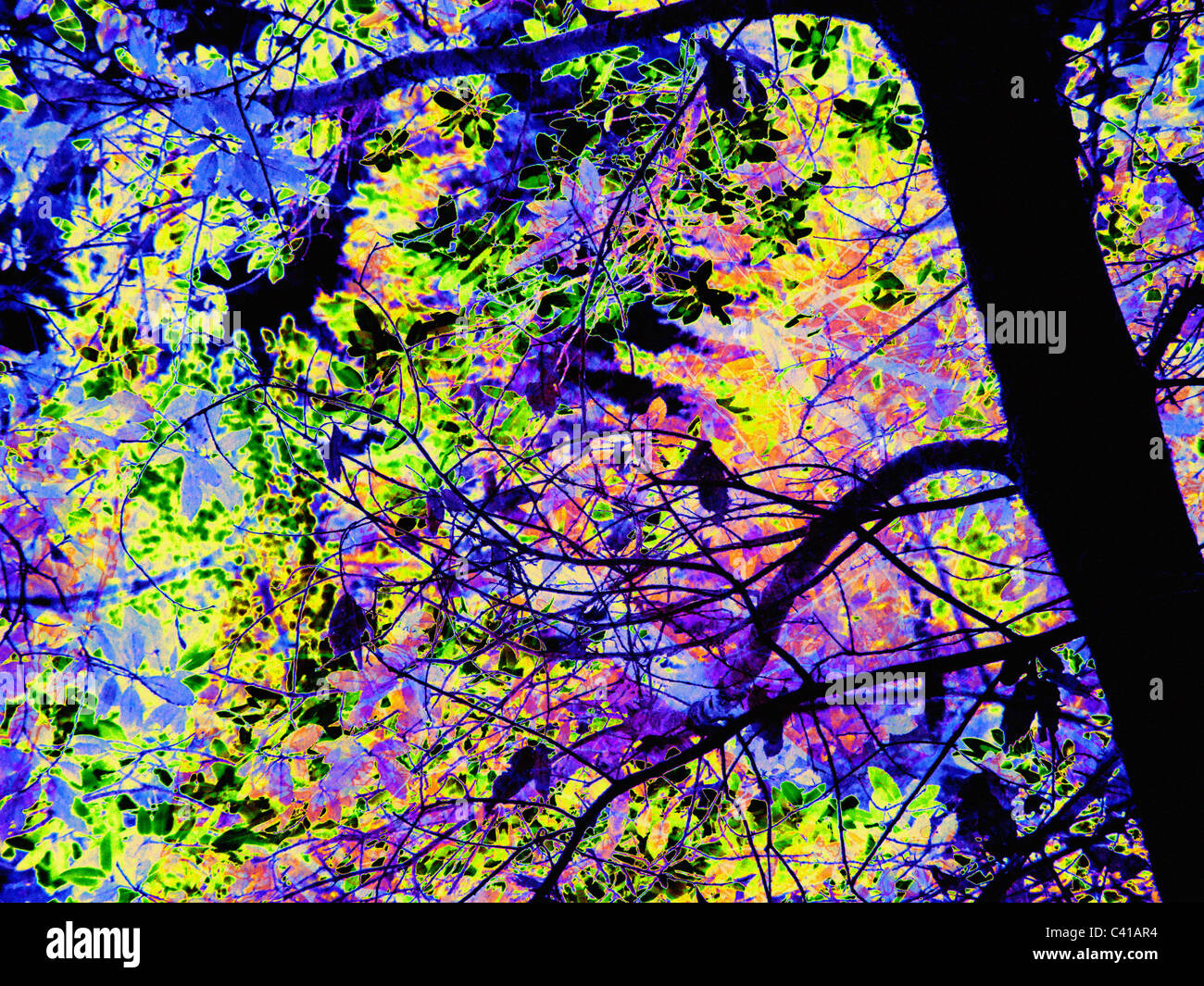 Nature trees trees and trees hi-res stock photography and images - Alamy