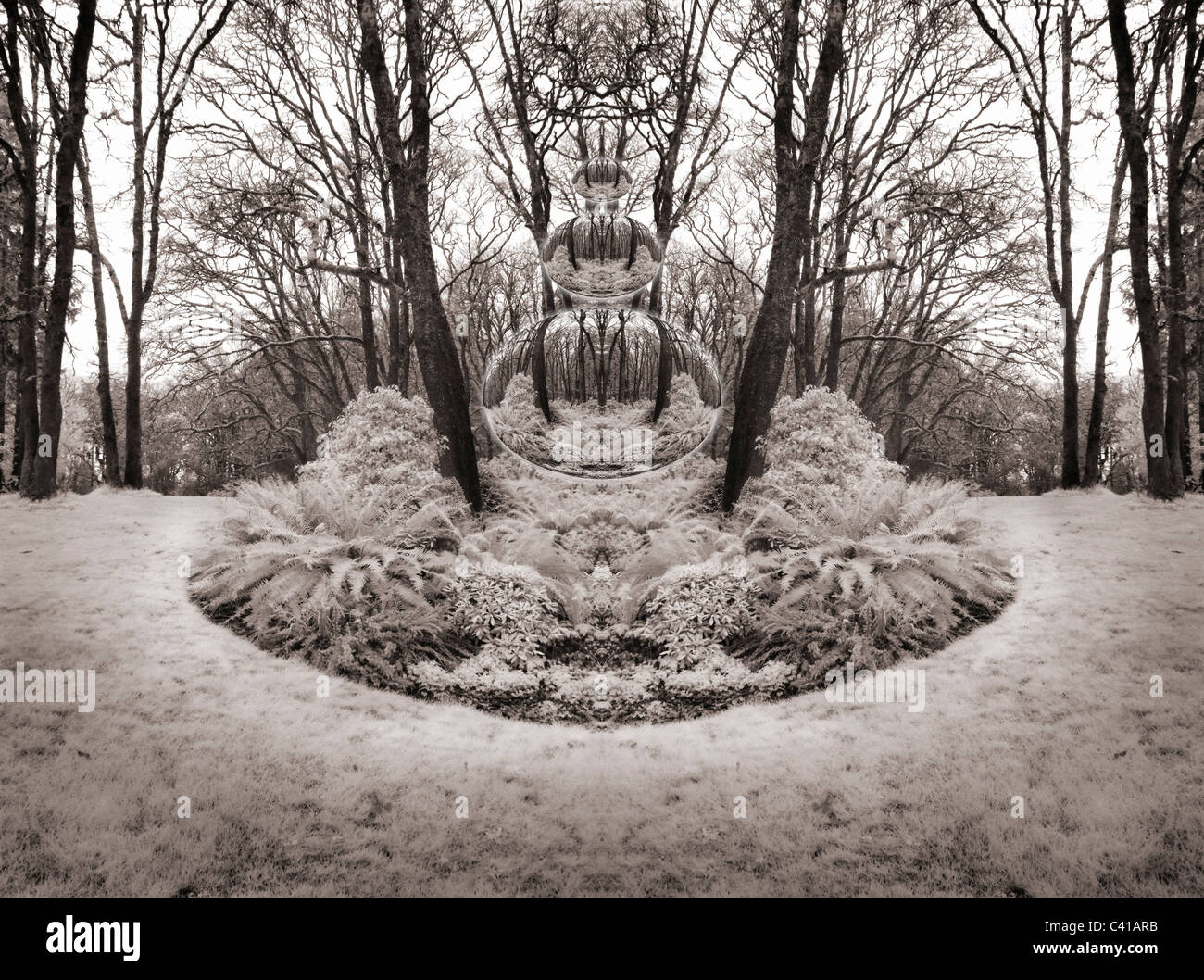 Symmetrical tree hi-res stock photography and images - Alamy