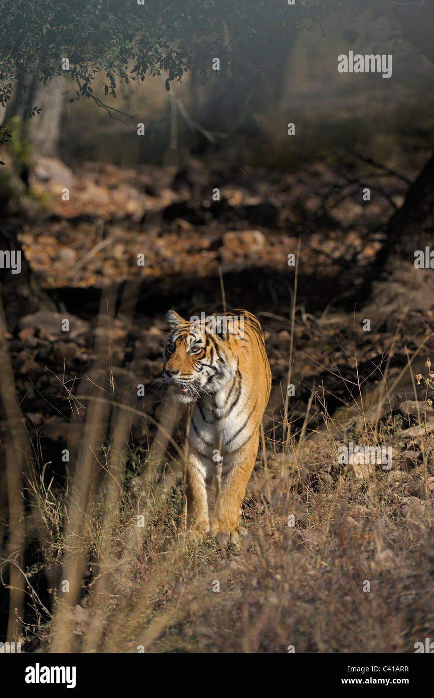 Tiger in the dry deciduous habitat of Ranthanbhore tiger reserve Stock ...