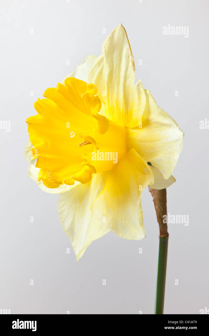 Daffodil is the national flower of wales hi-res stock photography and ...