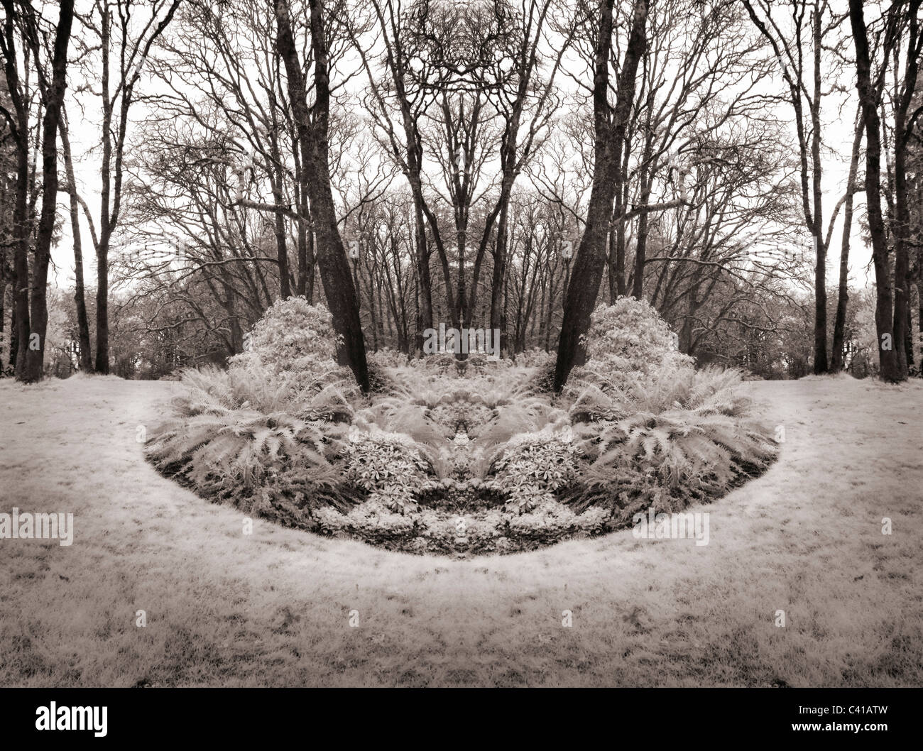 Symmetry in nature hi-res stock photography and images - Alamy