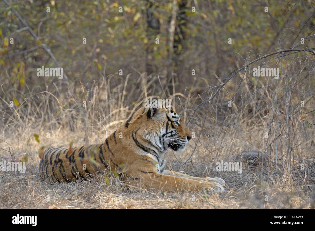 Tiger in the dry deciduous habitat of Ranthanbhore tiger reserve Stock ...