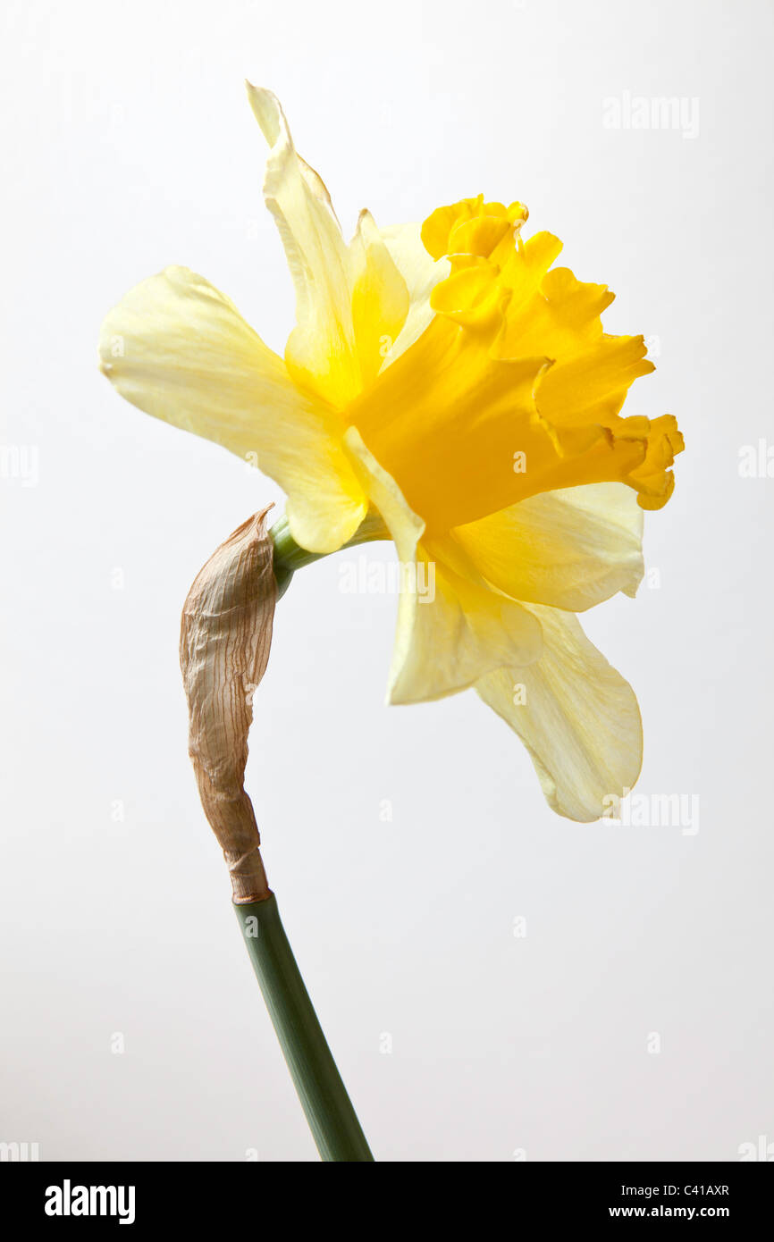Close-up of daffodil flower and stem Stock Photo - Alamy