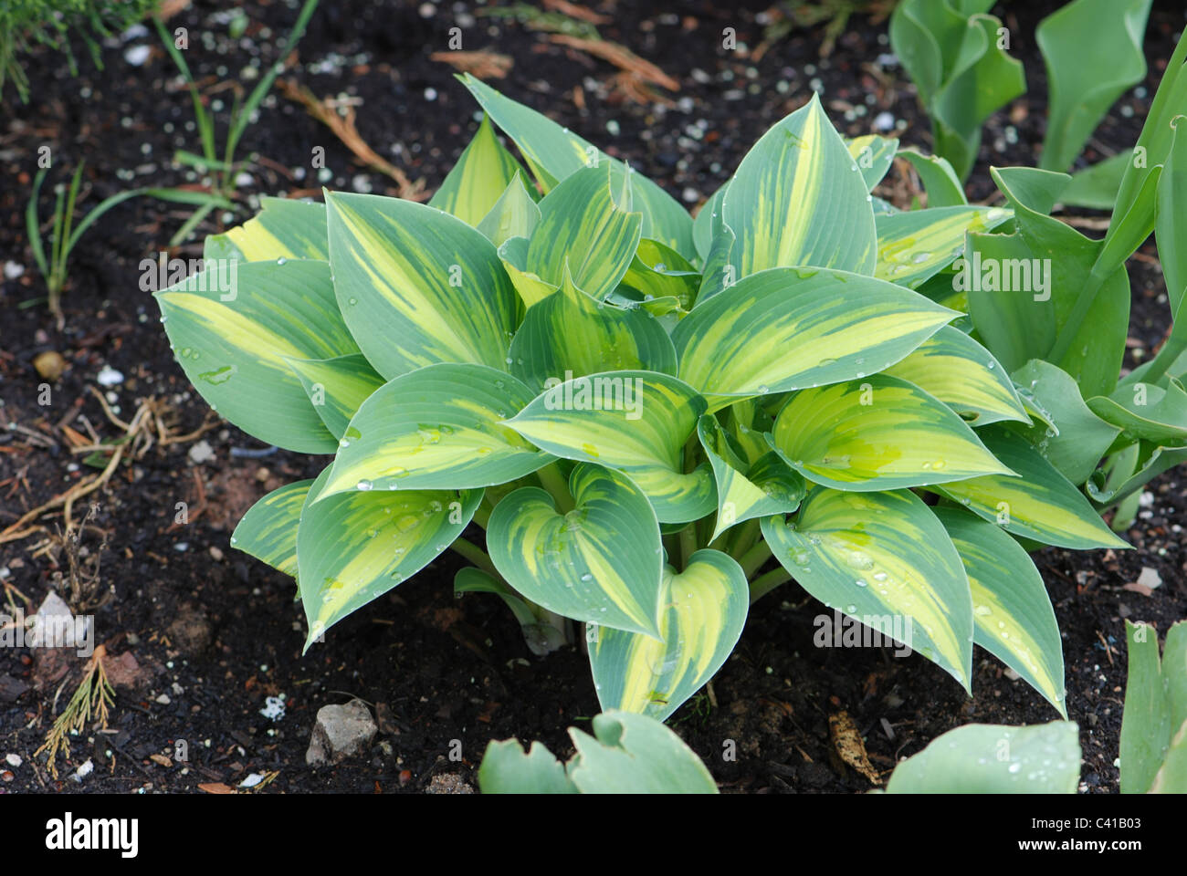 Hosta growing in a garden Stock Photo - Alamy