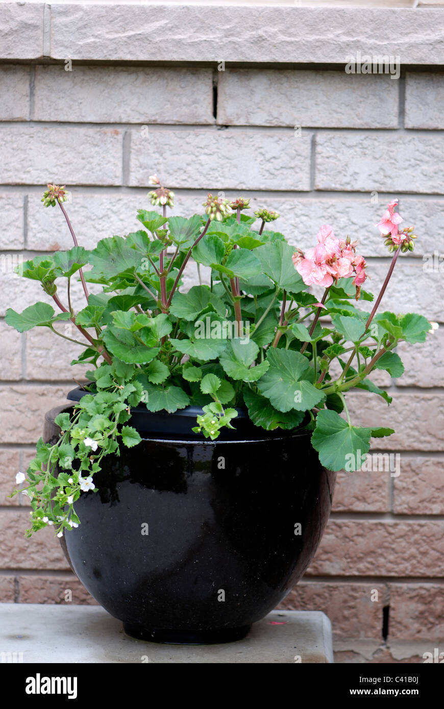 Pink geranium in a pot Stock Photo - Alamy
