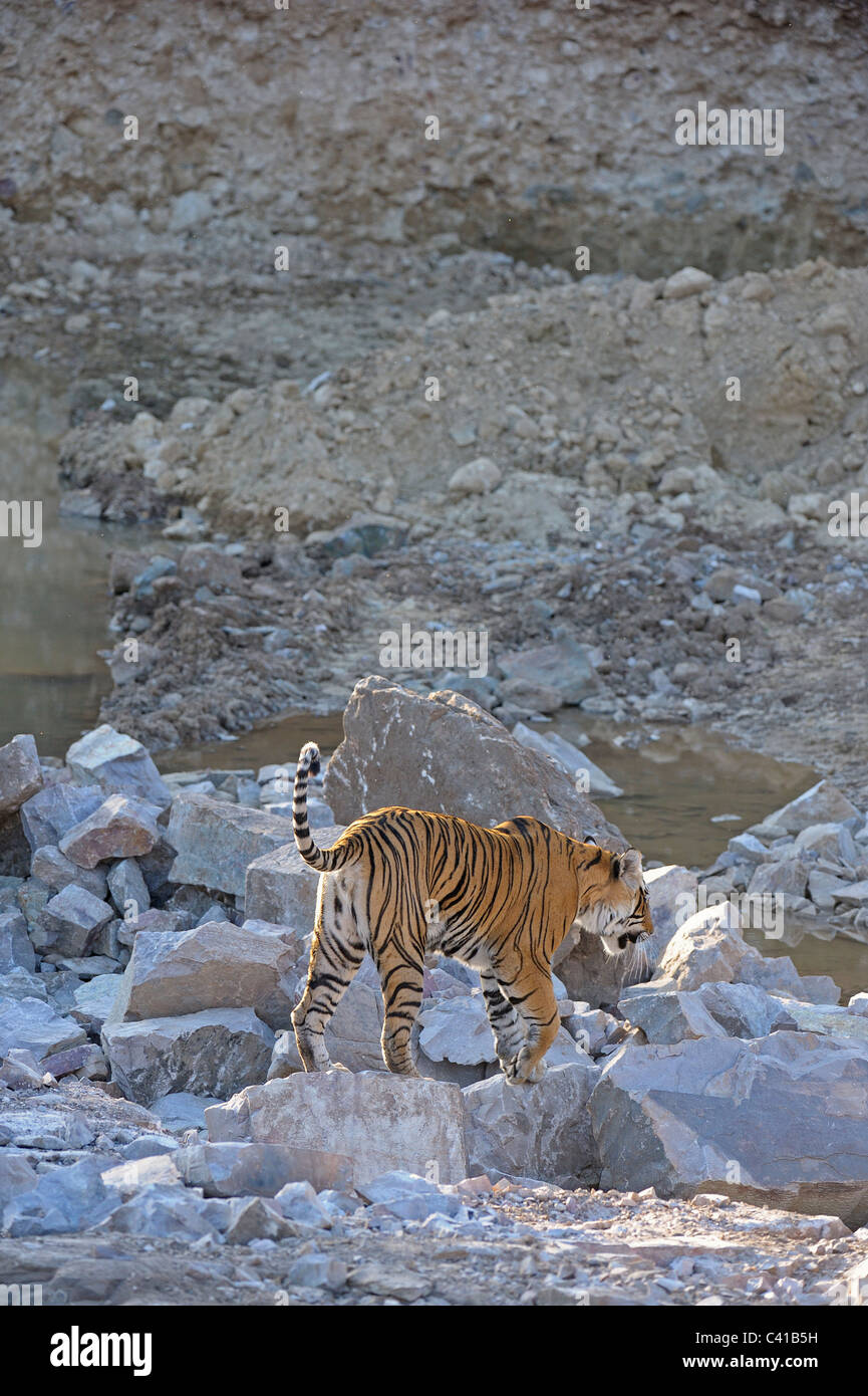Tiger in the dry deciduous habitat of Ranthanbhore tiger reserve Stock ...