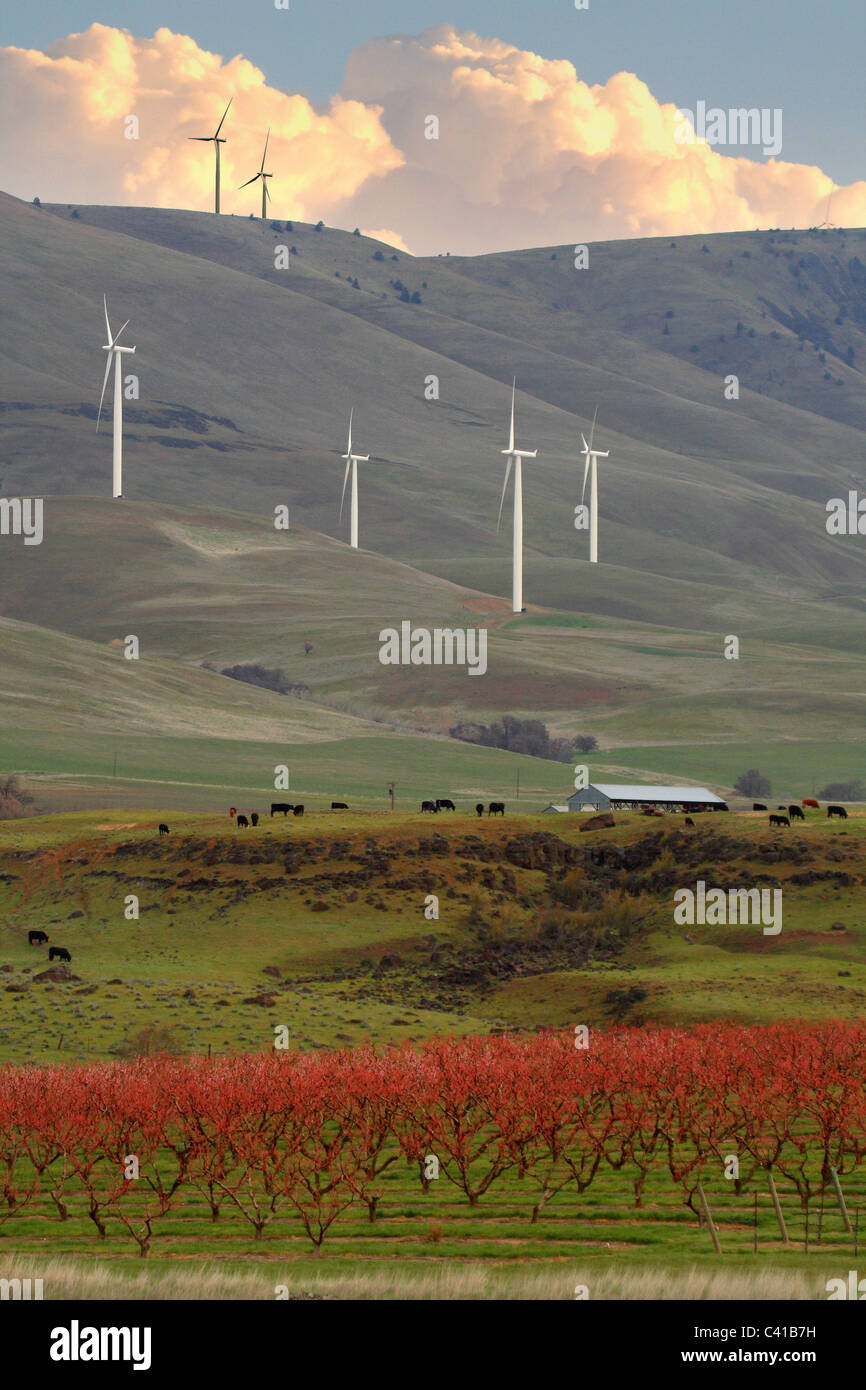 Electricity-generating wind project Biggs, Oregon Stock Photo - Alamy