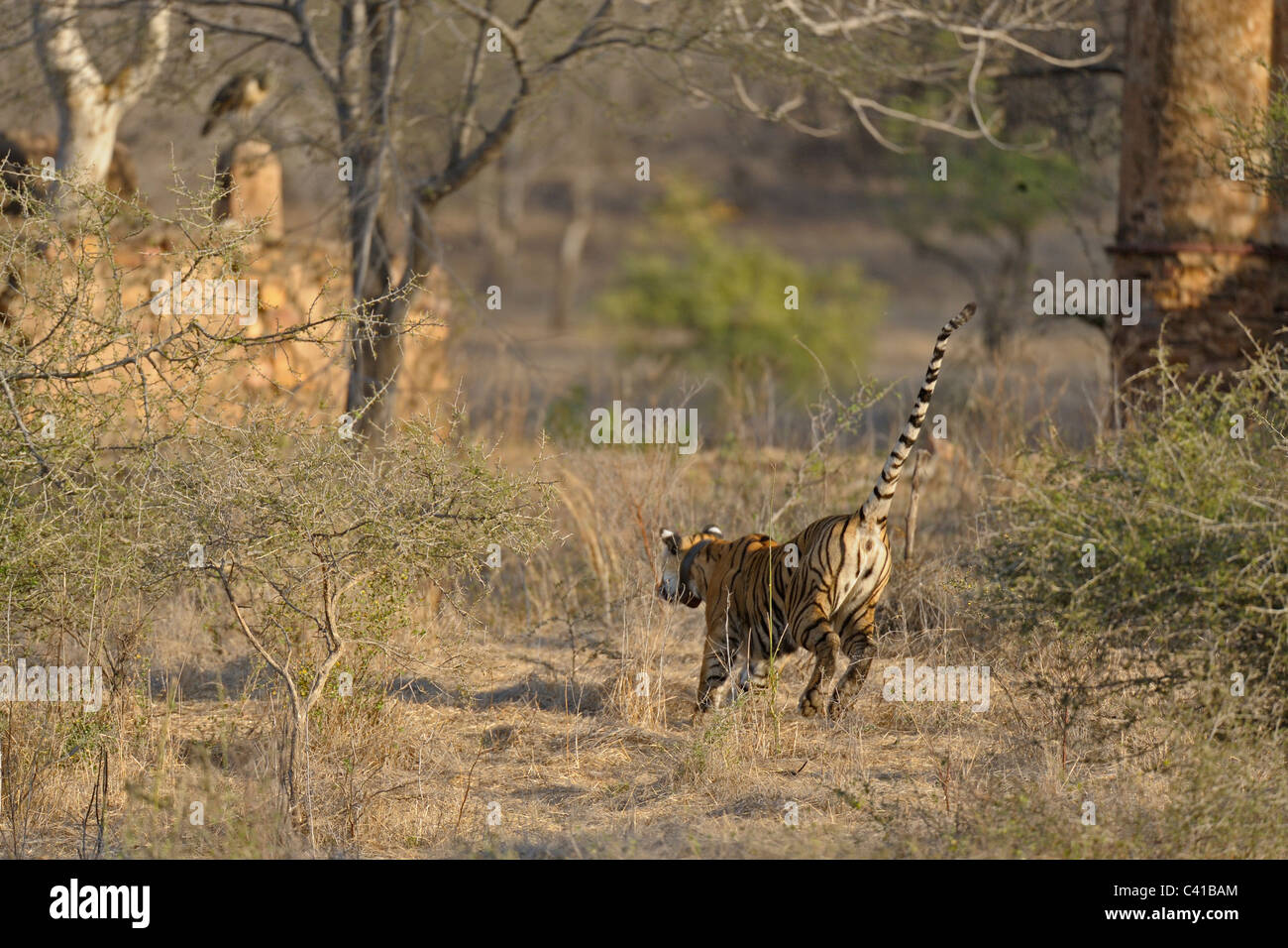 Charging tiger hi-res stock photography and images - Alamy