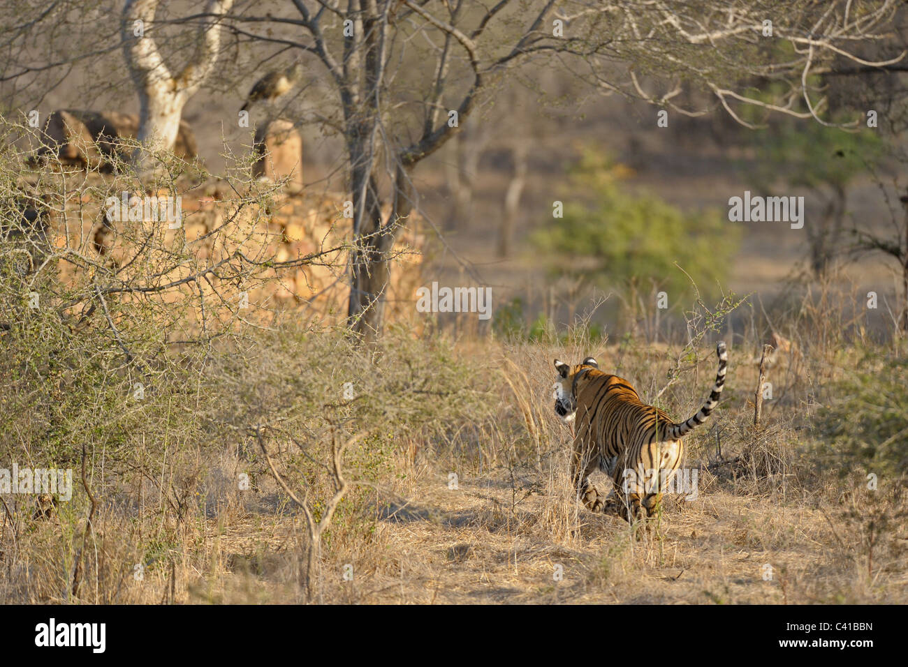 Charging tiger in Ranthambhore national park, India Stock Photo - Alamy