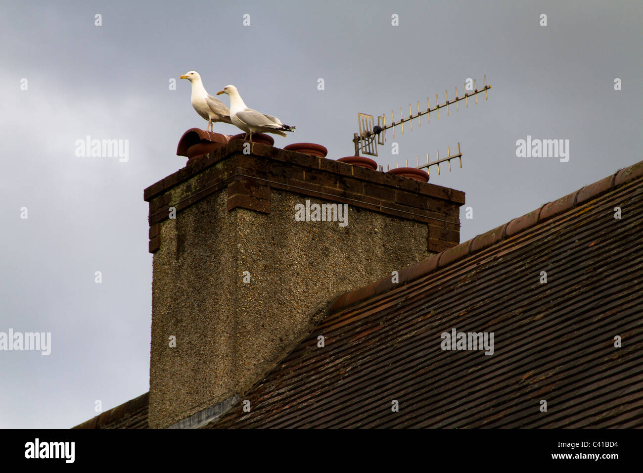 Nesting seagulls hi-res stock photography and images - Alamy