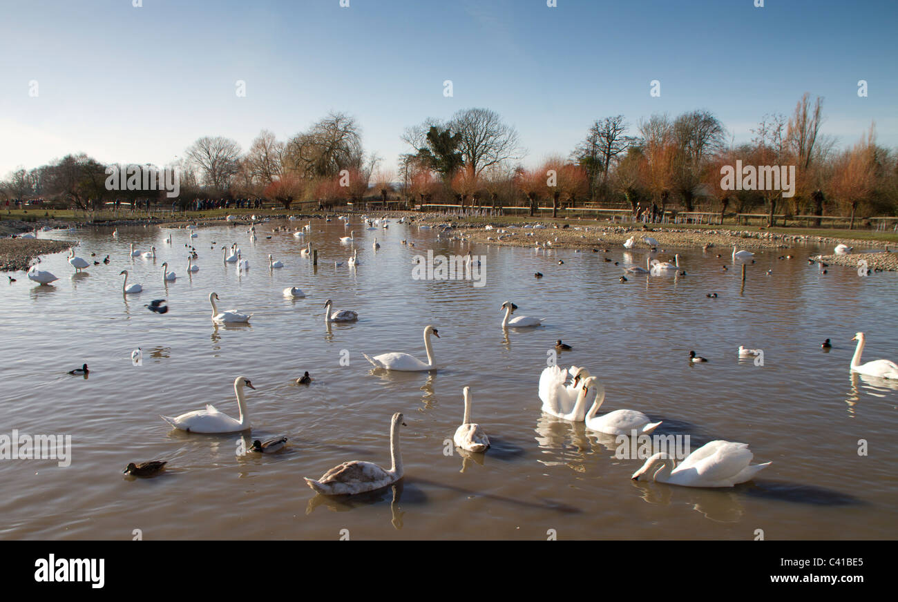 Slimbridge england hi-res stock photography and images - Alamy