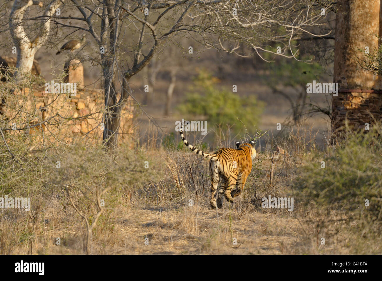Charging tiger in Ranthambhore national park, India Stock Photo - Alamy