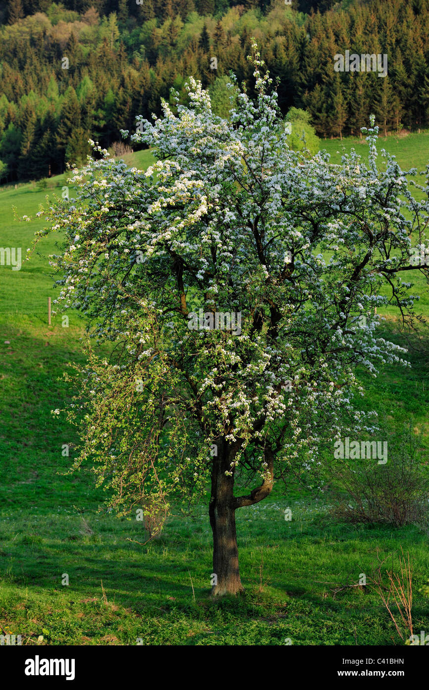 spring tree,background, beautiful, clear, colorful, country ...