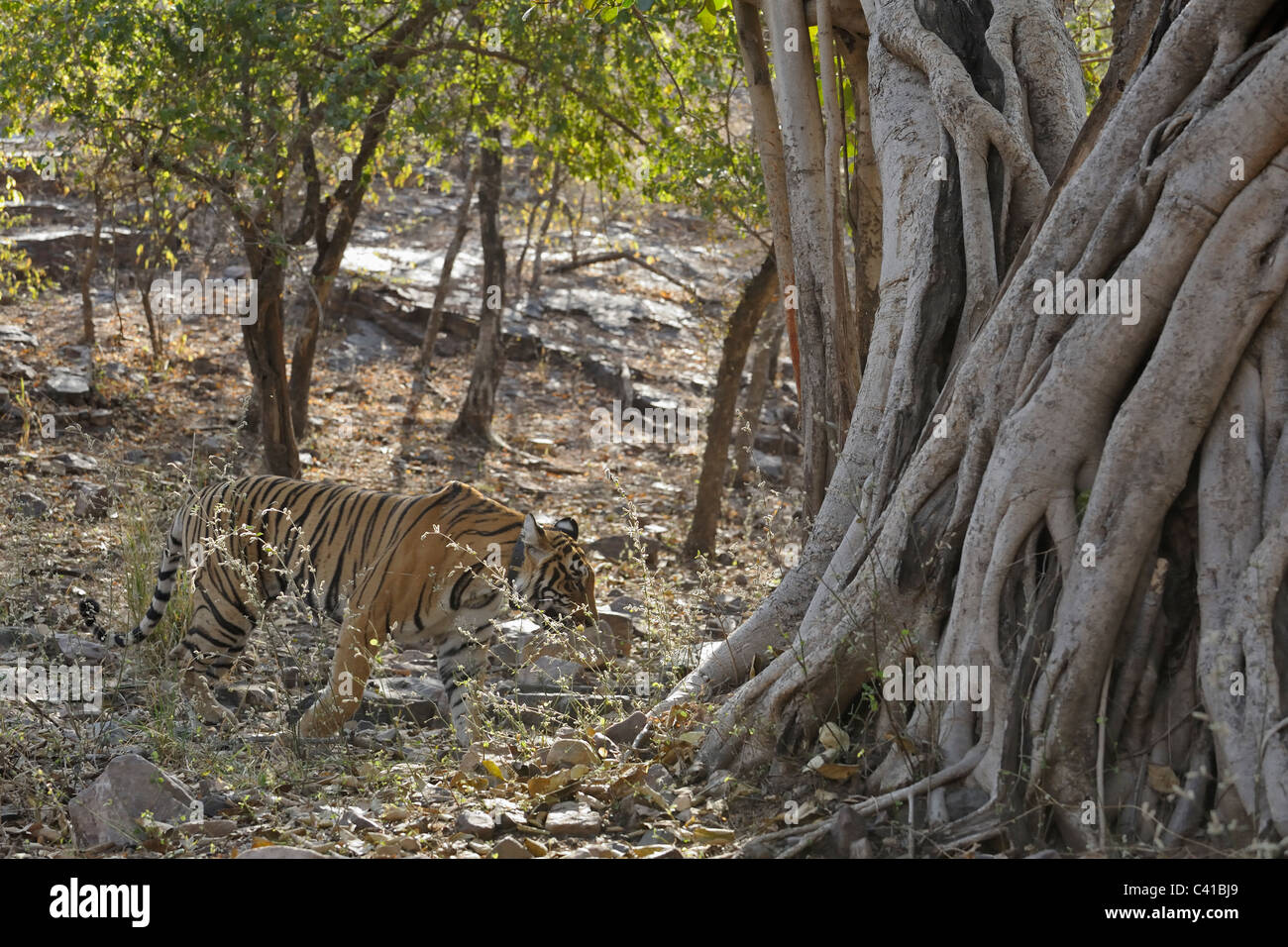 Tiger in the dry deciduous habitat of Ranthanbhore tiger reserve Stock ...