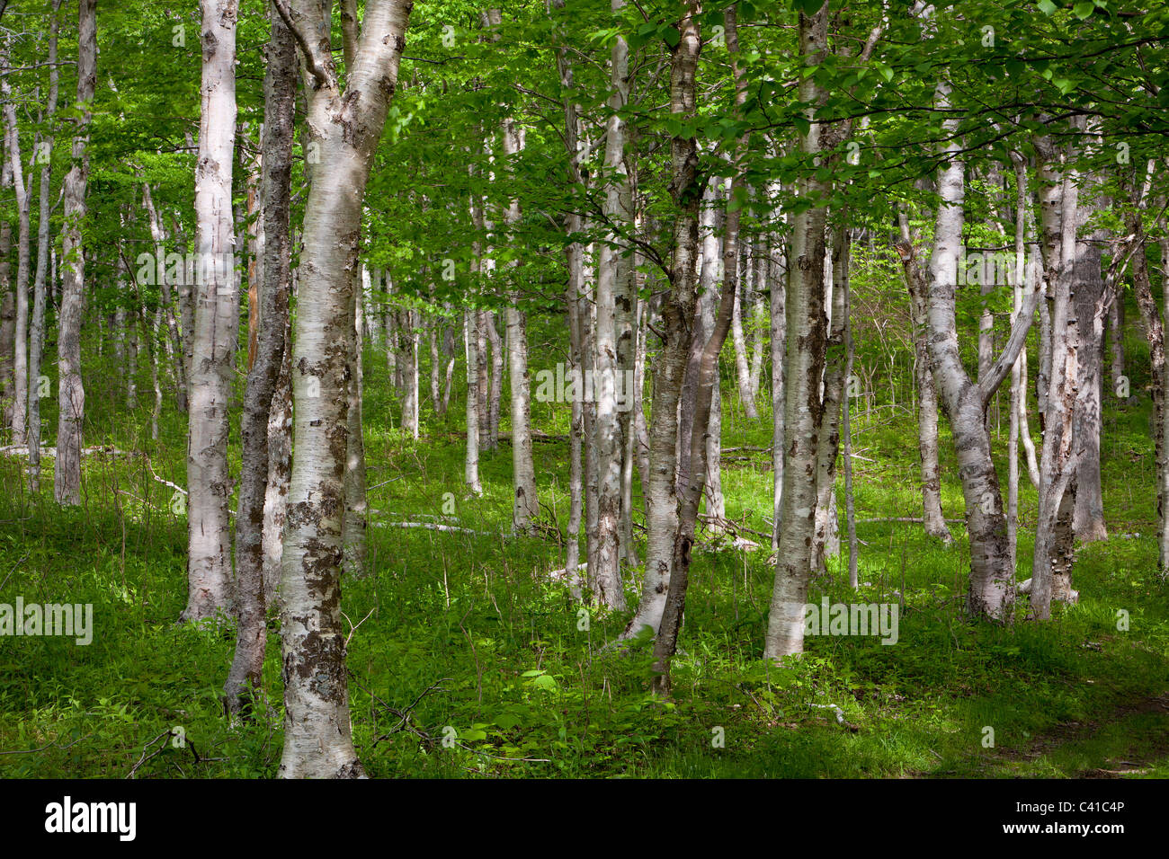 Birch grove hi-res stock photography and images - Alamy