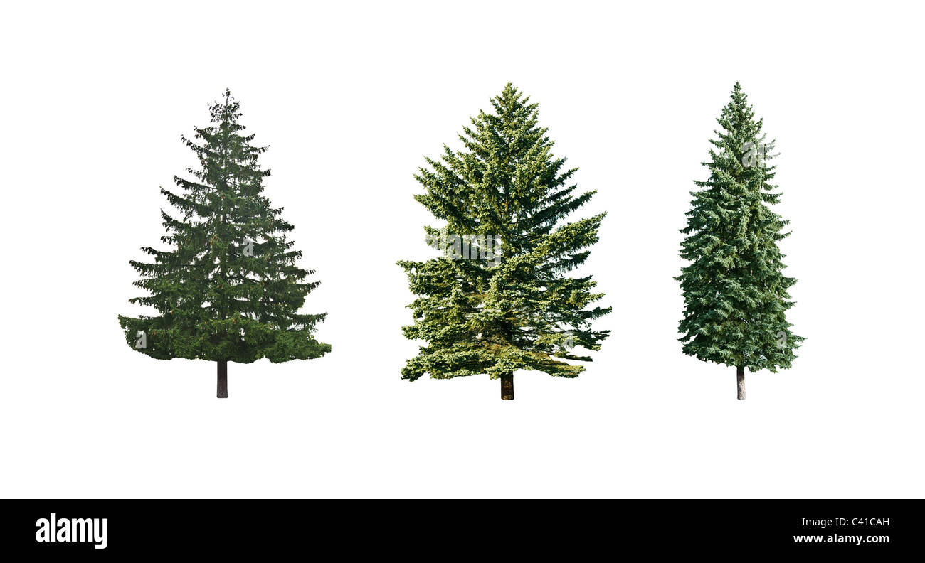 three pine trees is isolated on a white background Stock Photo - Alamy
