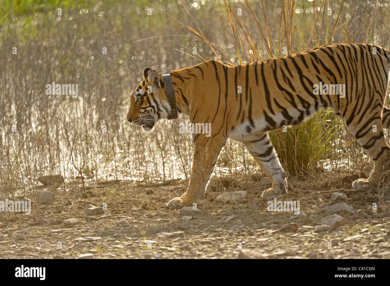 Tiger radio collar hi-res stock photography and images - Alamy