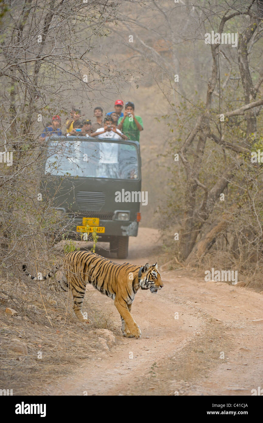 Tiger Crossing The Road High Resolution Stock Photography and Images ...
