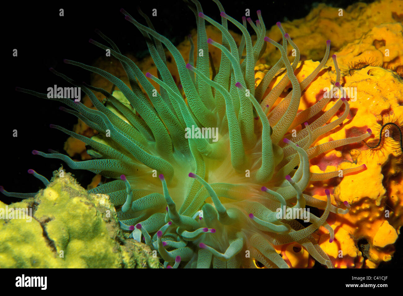 Giant anemone, Condylactis gigantea, St. John, U.S. Virgin Islands ...