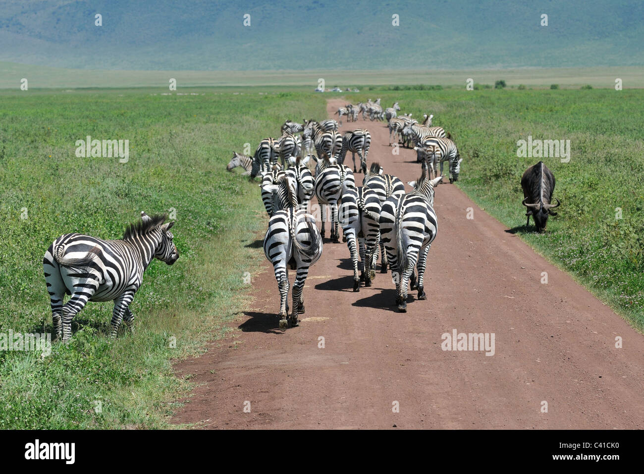 Zebra crossing a track in the Ngorongoro Crater of Tanzania Stock Photo ...