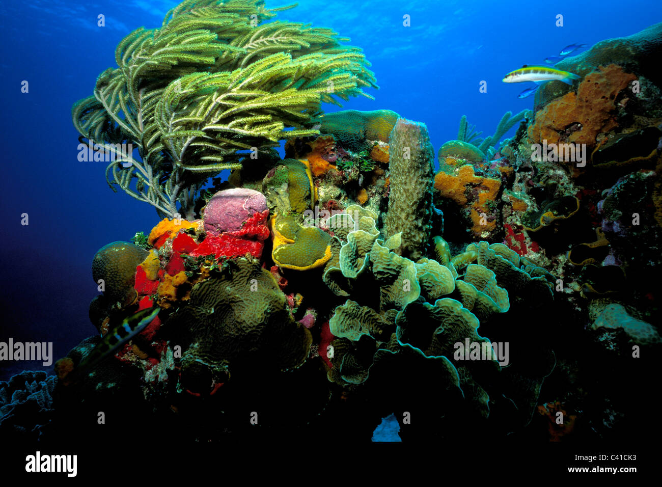 Atlantic Ocean Coral Reefs