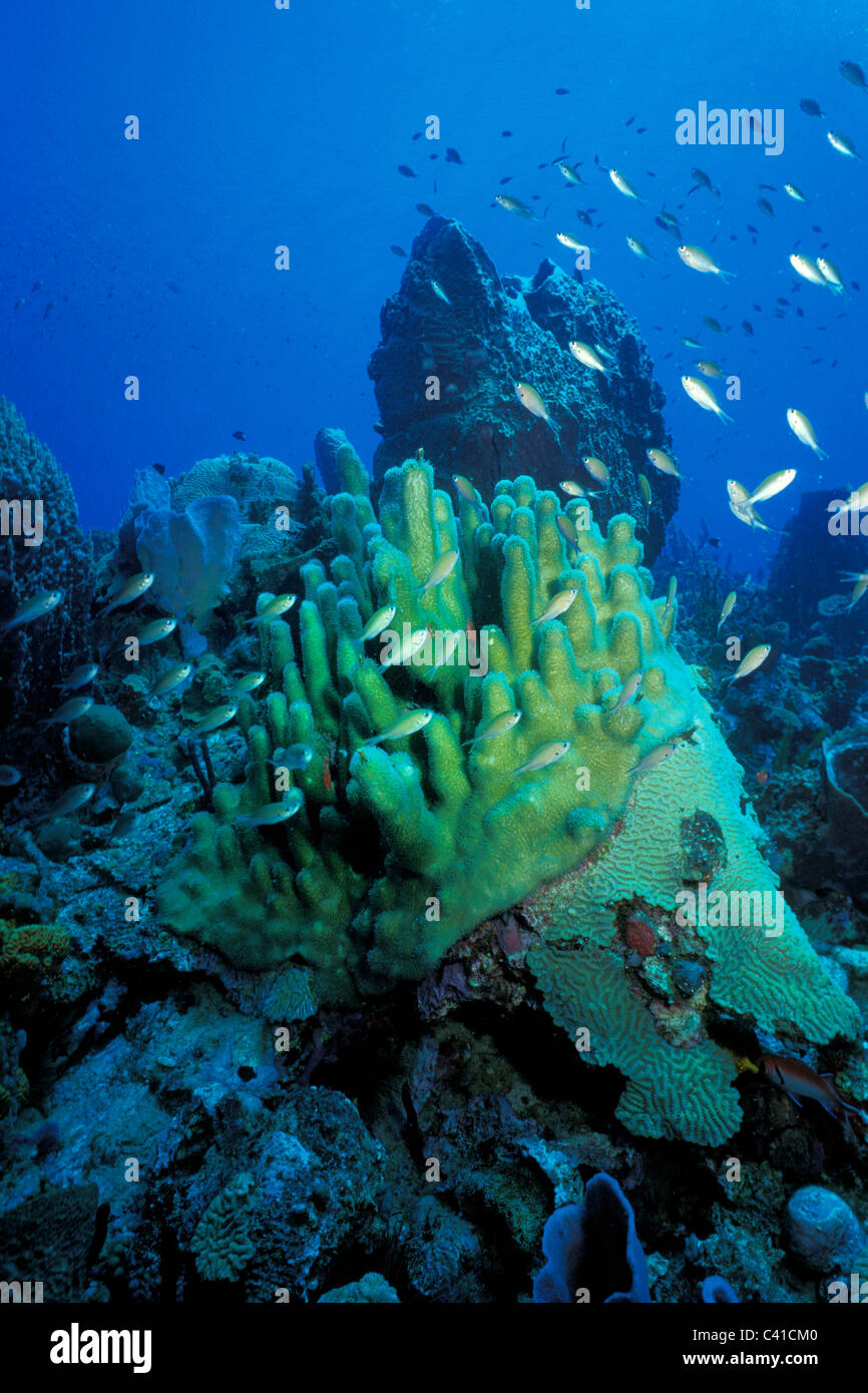 Tropical coral reef, St. John, U.S. Virgin Islands, Atlantic Ocean ...