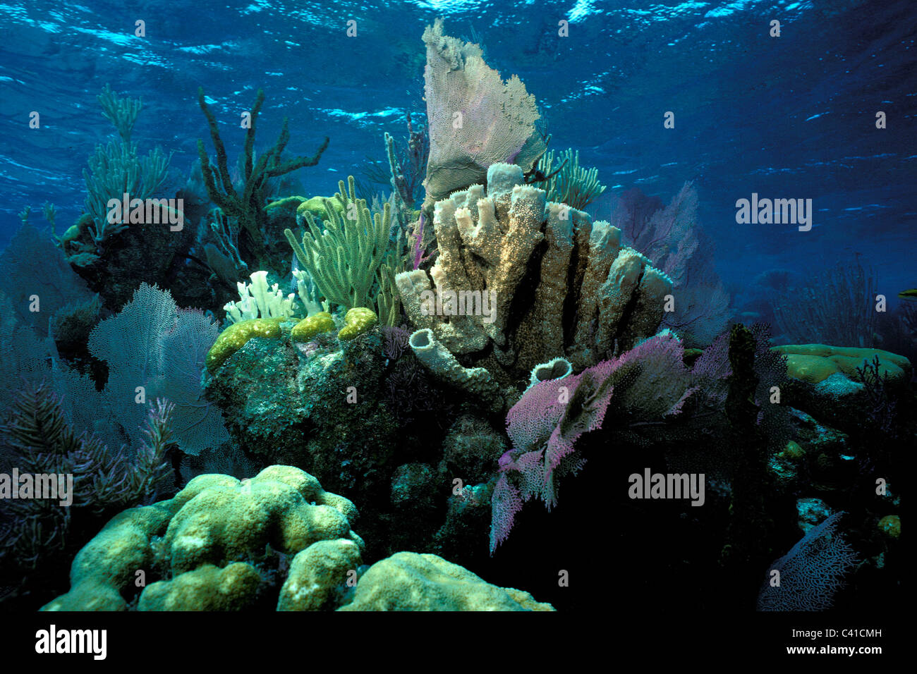 St john u s virgin islands coral hi-res stock photography and images ...