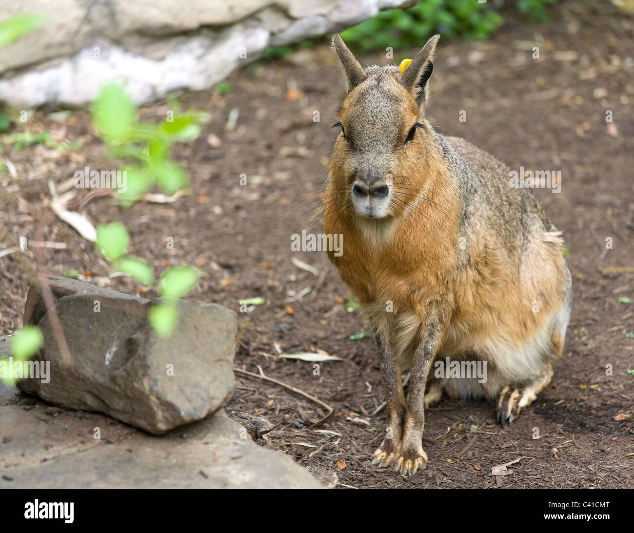 Mara posing. Maras are native of the Patagonian Plains of south central ...