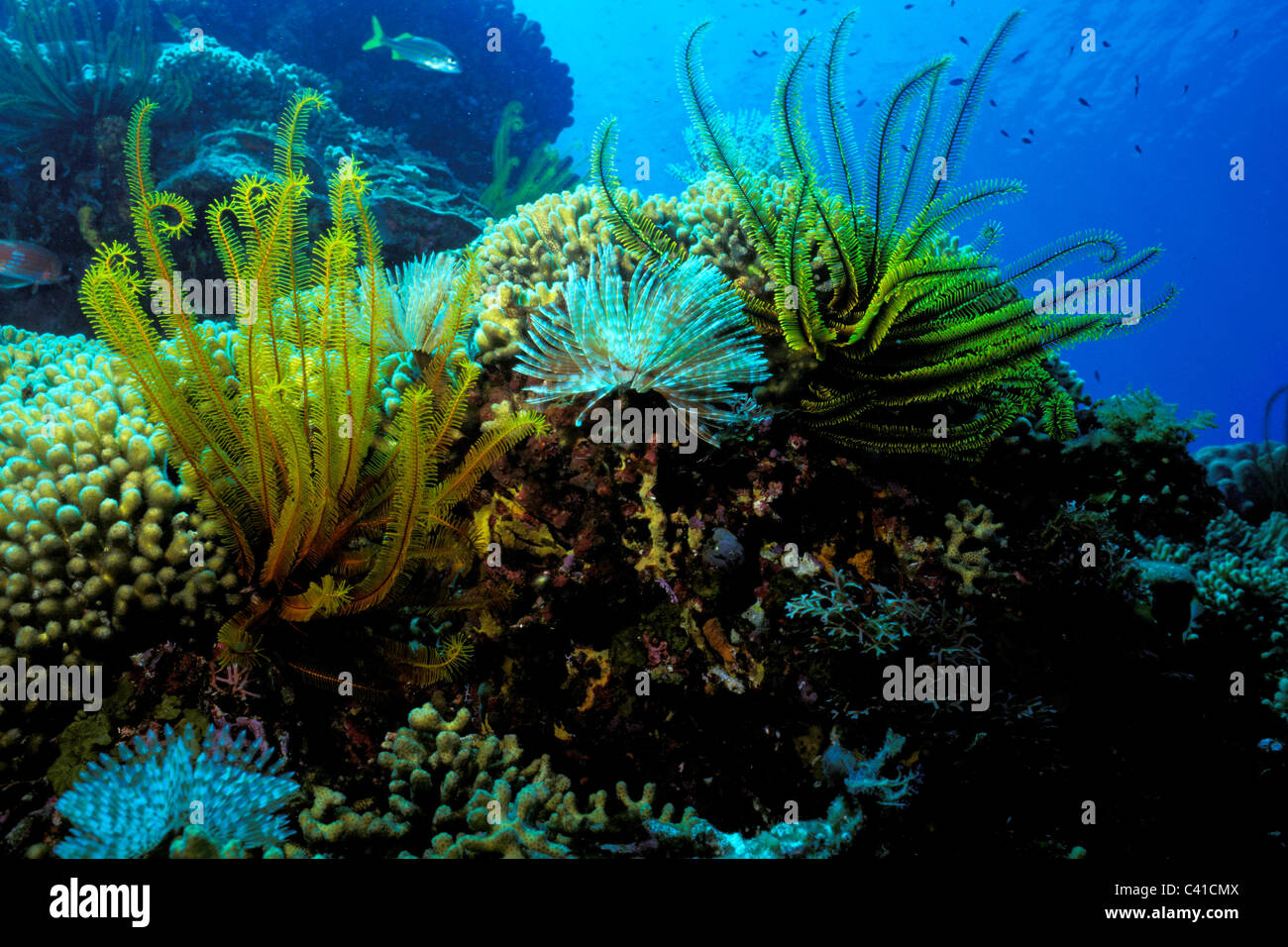 Tropical coral reef, St. Thomas, U.S. Virgin Islands, Atlantic Ocean ...
