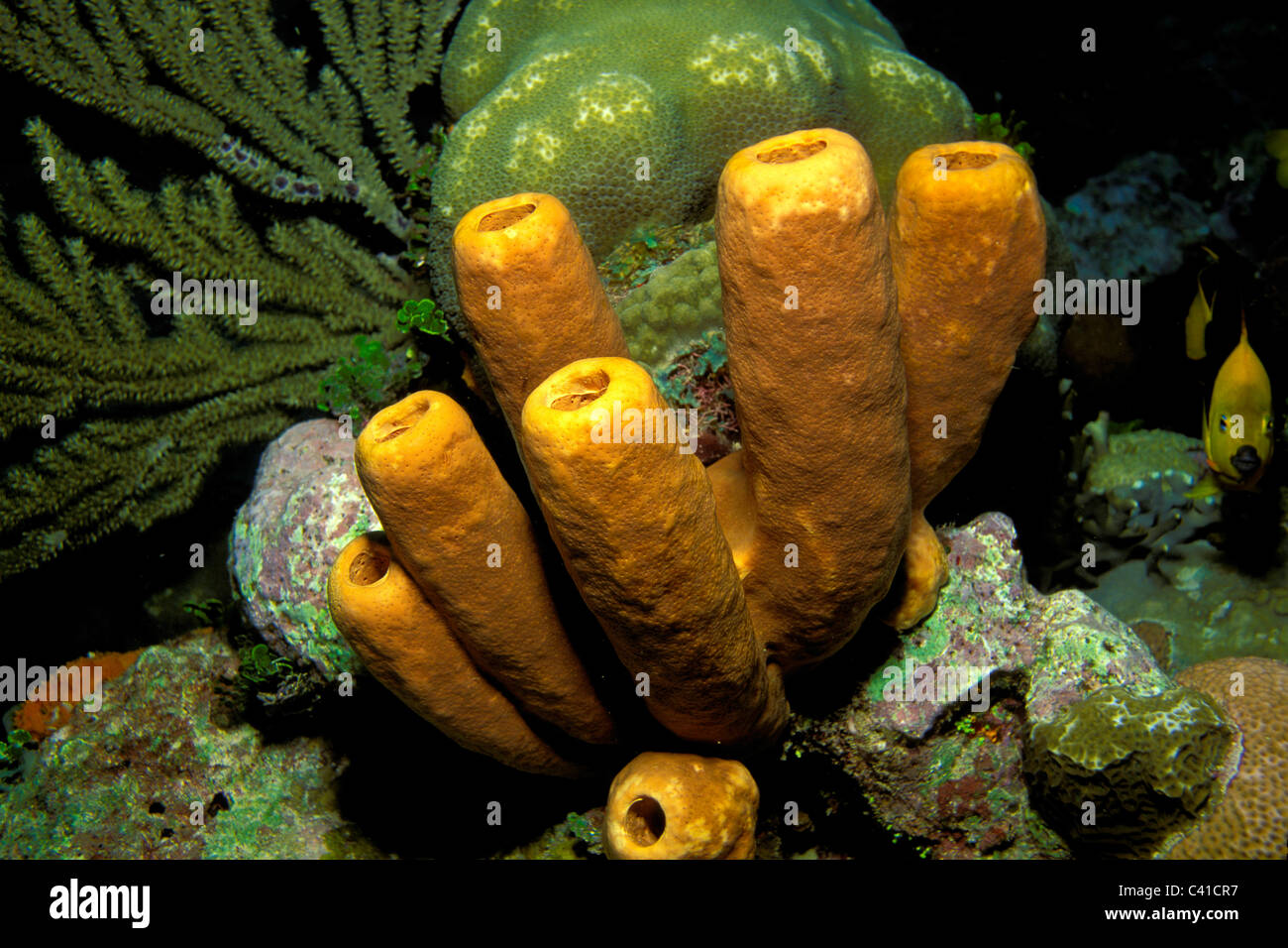 St john colony hi-res stock photography and images - Alamy