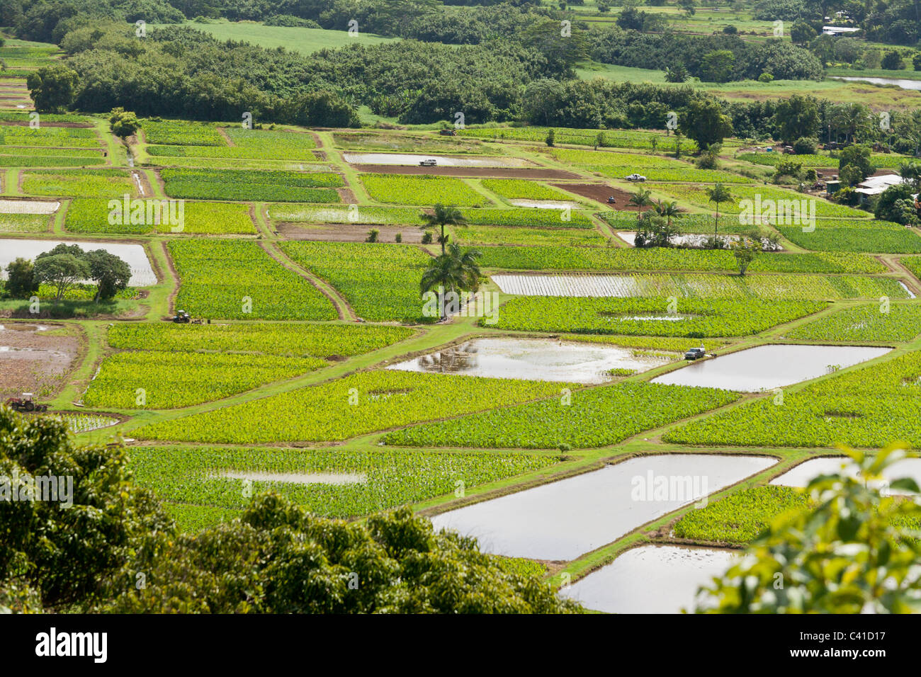 Flooded Taro Fields along the Hanalei River. A mix of flooded and ...
