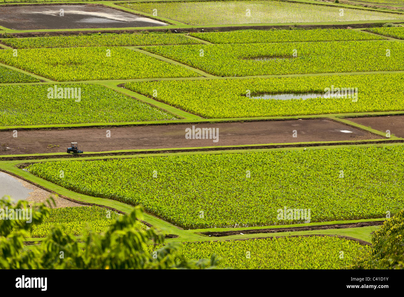 Taro Fields along the Hanalei River with tractor. The taro fields ...