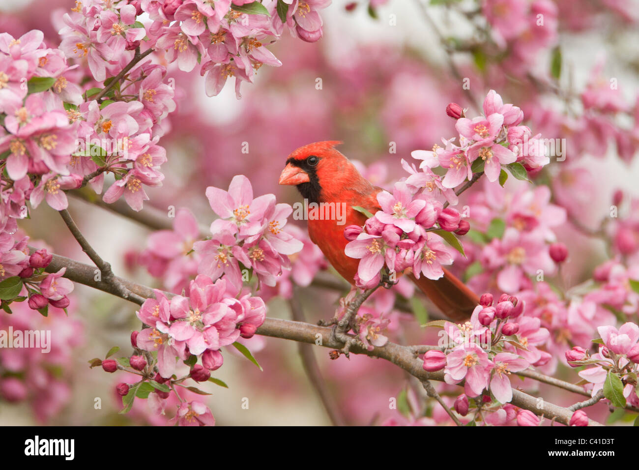Northern Cardinal perched in Crabapple Tree Blossoms Stock Photo - Alamy