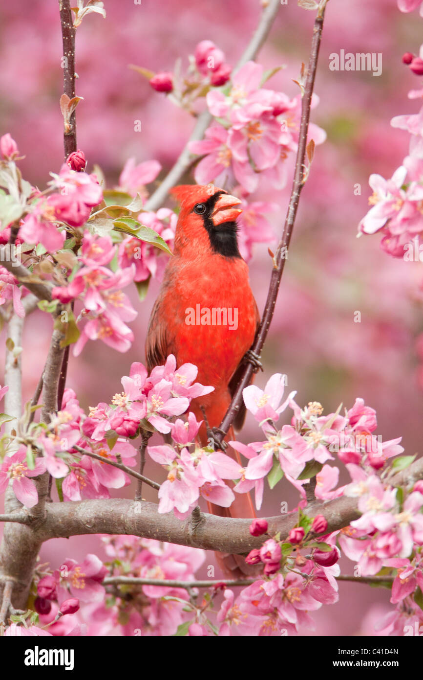 Cardinal Crabapple Fall