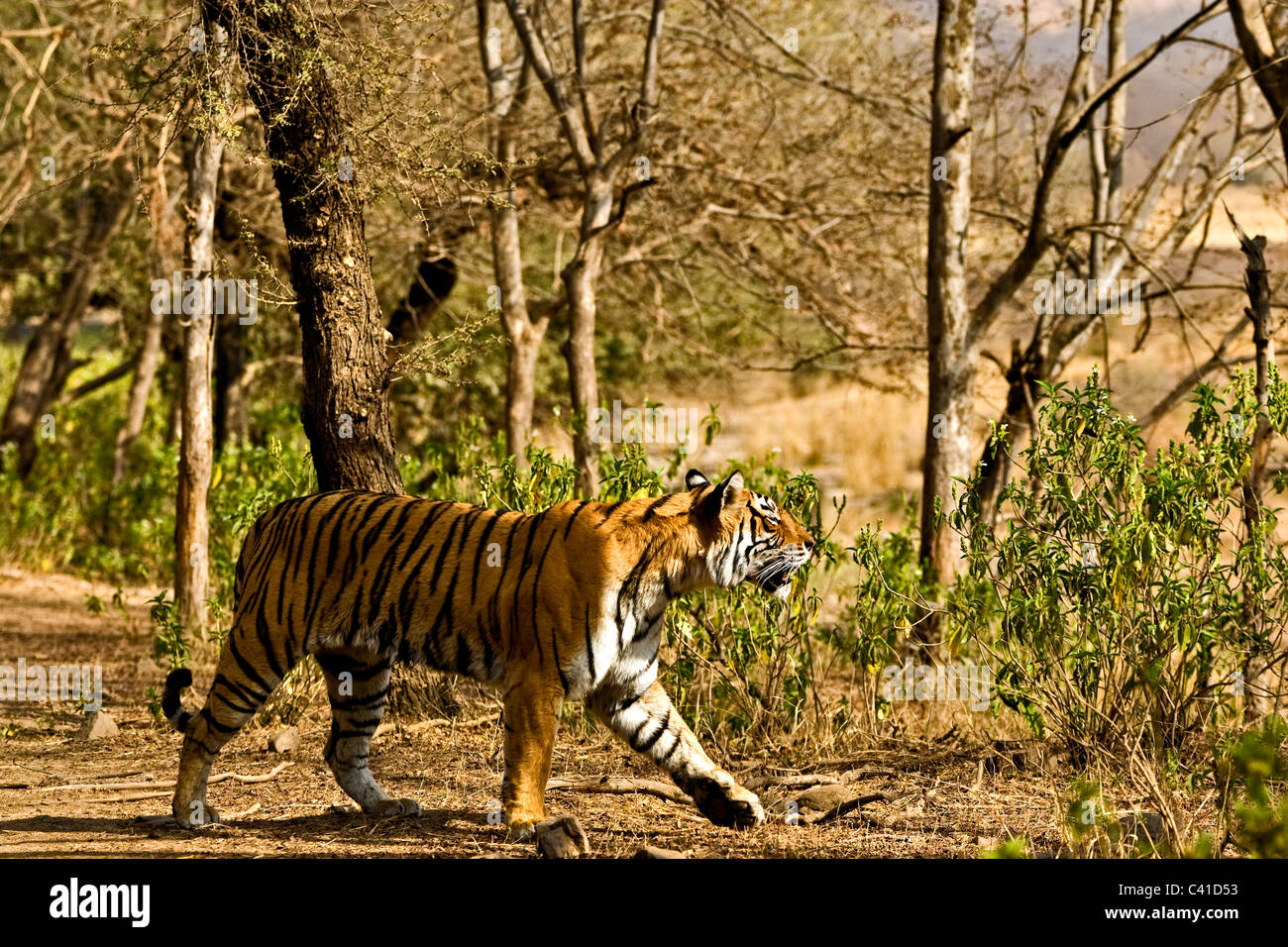 Tiger moving hi-res stock photography and images - Alamy