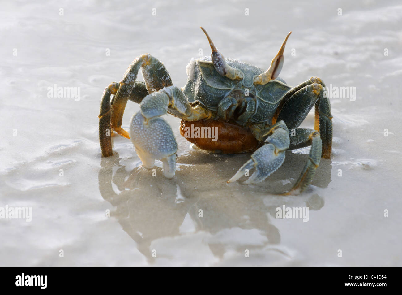 Ghost Crab on beach at Ras Mbisi on Mafia Island, Tanzania Stock Photo ...